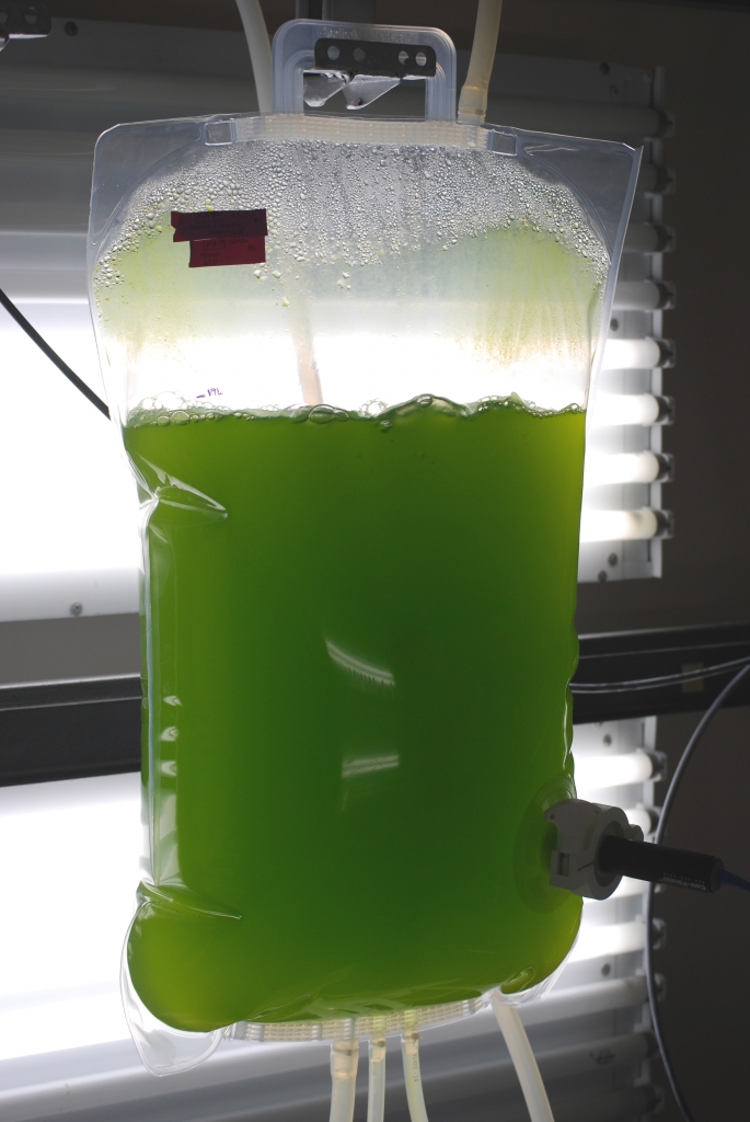 Media – Cellana – Algae-based products for a sustainable future