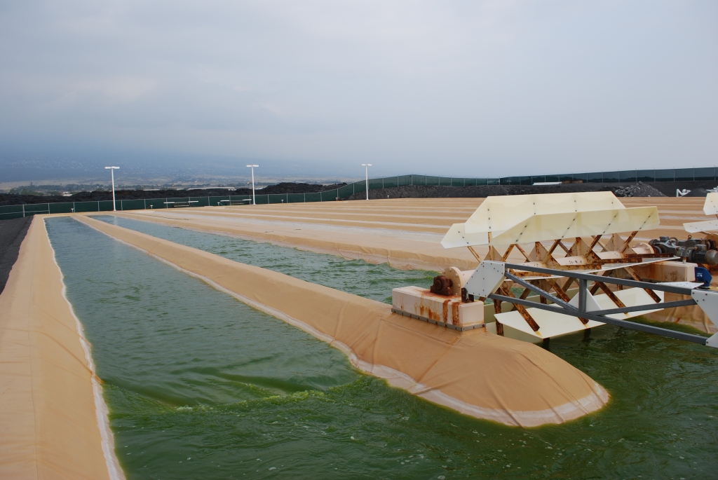 Media – Cellana – Algae-based products for a sustainable future