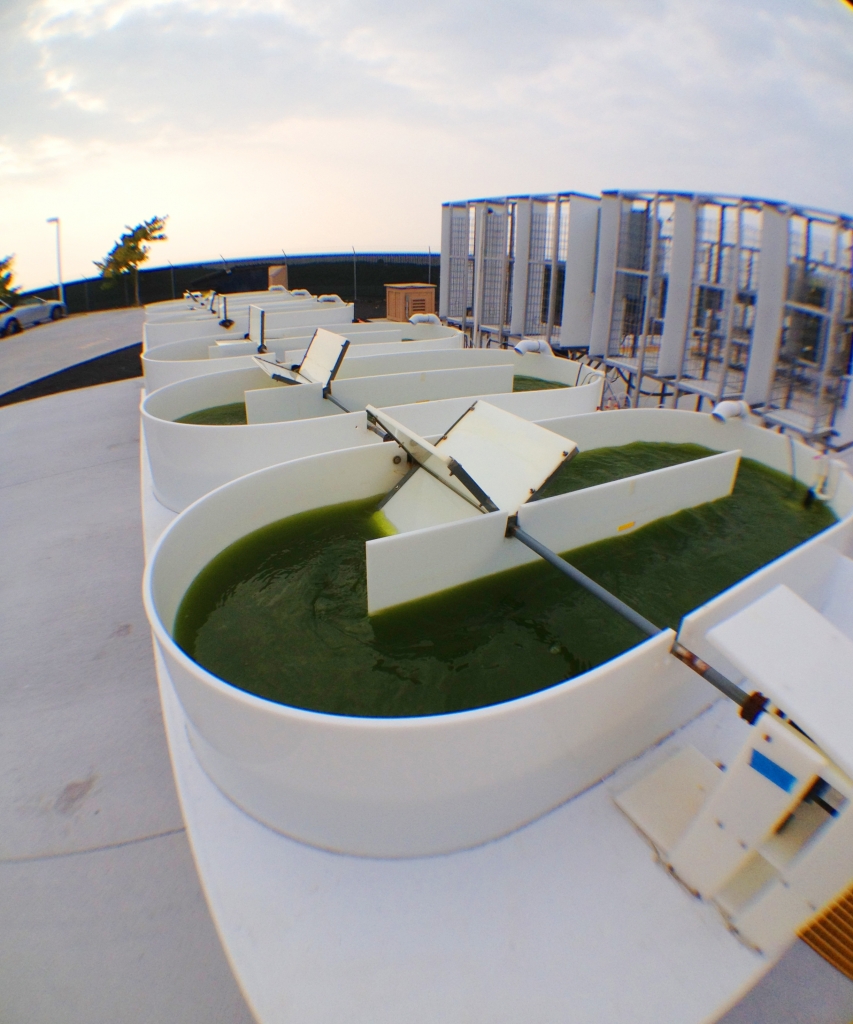 Media – Cellana – Algae-based products for a sustainable future